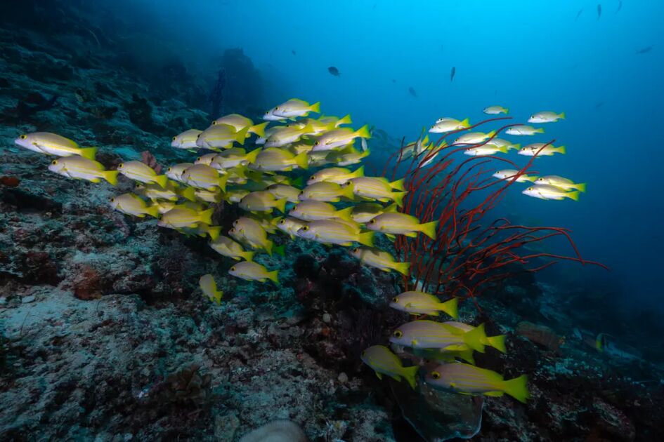 電動車電池關鍵金屬「鎳」開採競賽熱烈 這處海洋天堂受威脅｜知新聞